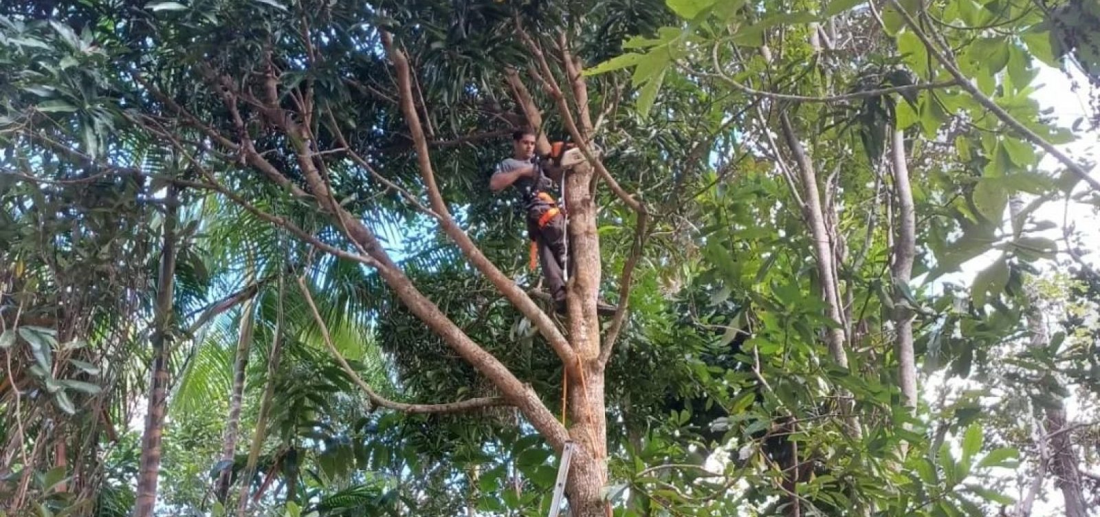 Espaço pioneiro em sistemas agroflorestais na Bahia vira cenário de ...